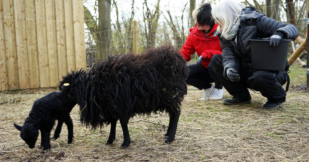 The Common Third in Social Pedagogy · Pedagogy for Change