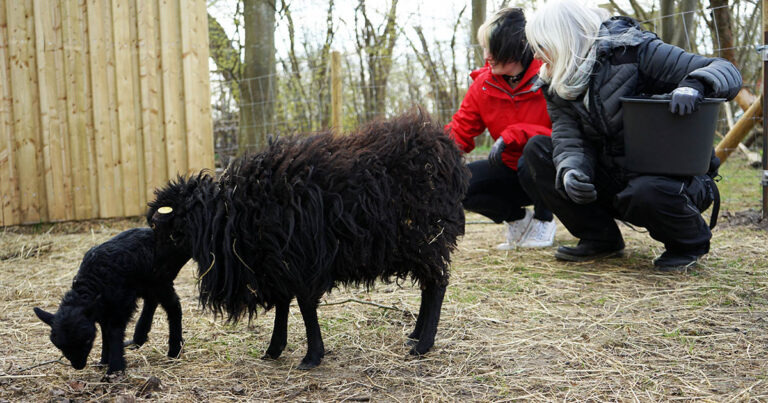 The Common Third in Social Pedagogy · Pedagogy for Change